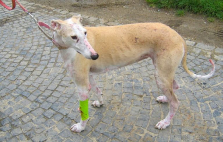 Leishmanioza, infeksioni që përhapet nga qeni i sëmurë - Me Mjekun